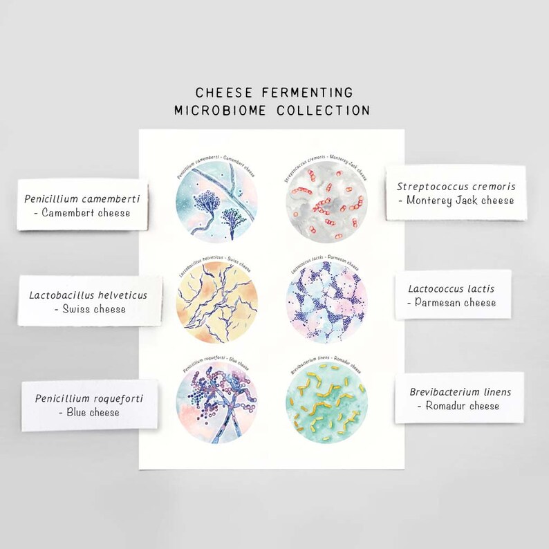 Food Microbiology Art for Kitchen 4 Poster Set Microbe - Etsy