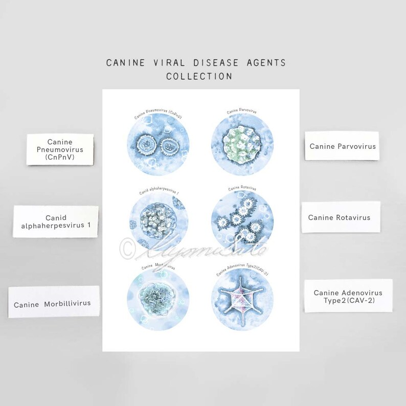 Canine Viral Disease Agents Collection, Dog Veterinary Art Print ...