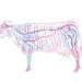 Cattle Nervous System Science Art Poster Veterinary Decor - Etsy