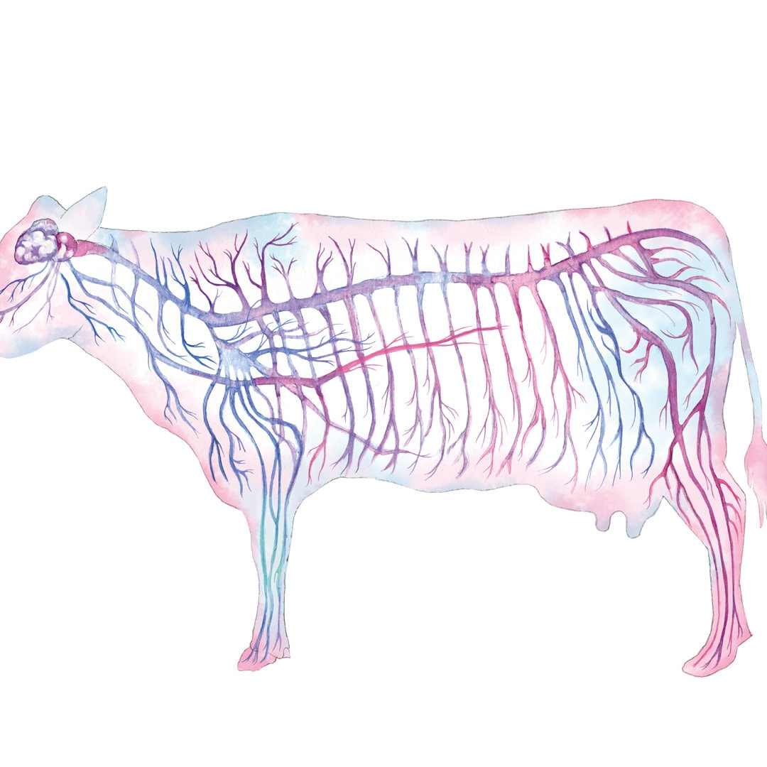Cattle Nervous System The Nervous System | Noba