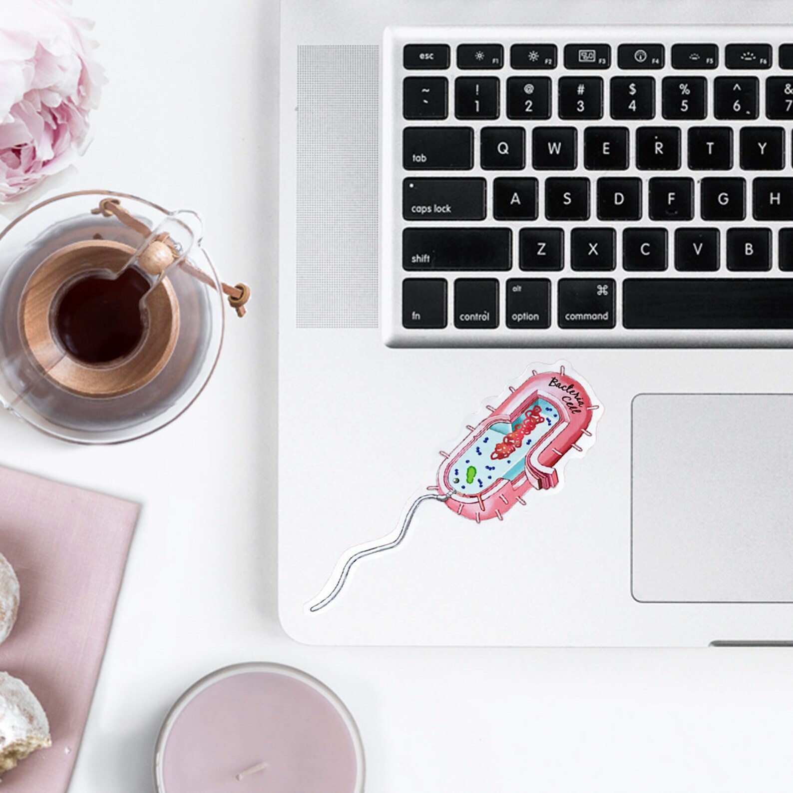 Bacteria Cell Cross Section Vinyl Sticker Unique Science - Etsy