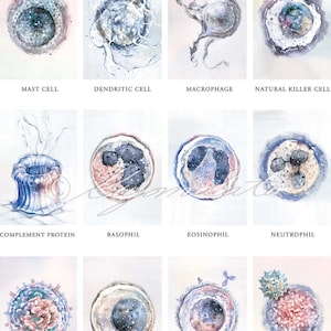 Immune System Art Print, Immunology Poster White Blood Cell ...