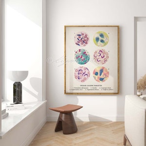 Disease Causing Parasite Collection, Old Academia Style Science Art ...