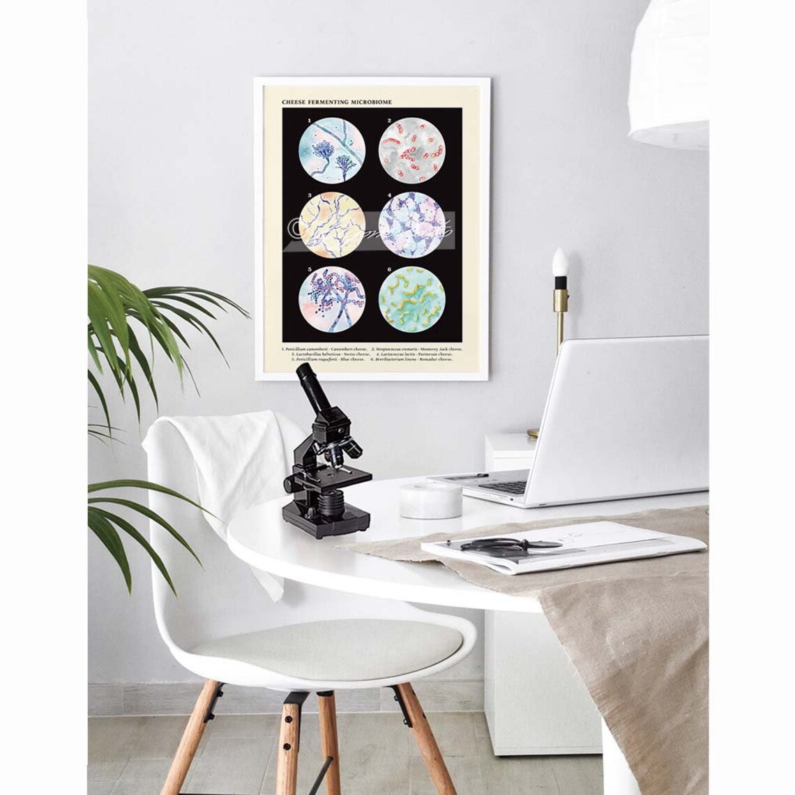 Cheese Fermenting Microbiome Collection Vintage Style Poster, Bacteria ...