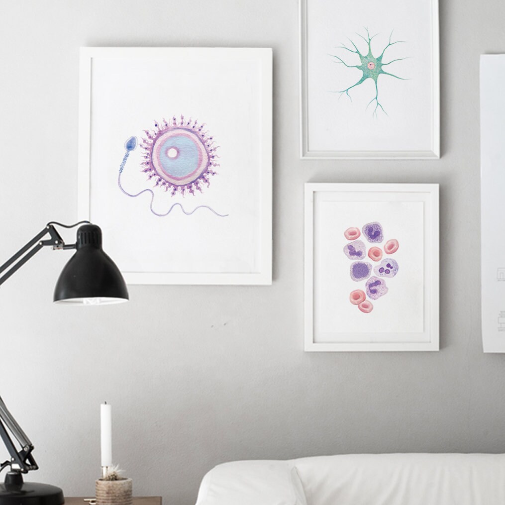 Reproductive Cells, Biology Poster, Cytology Art, Science Art Print ...