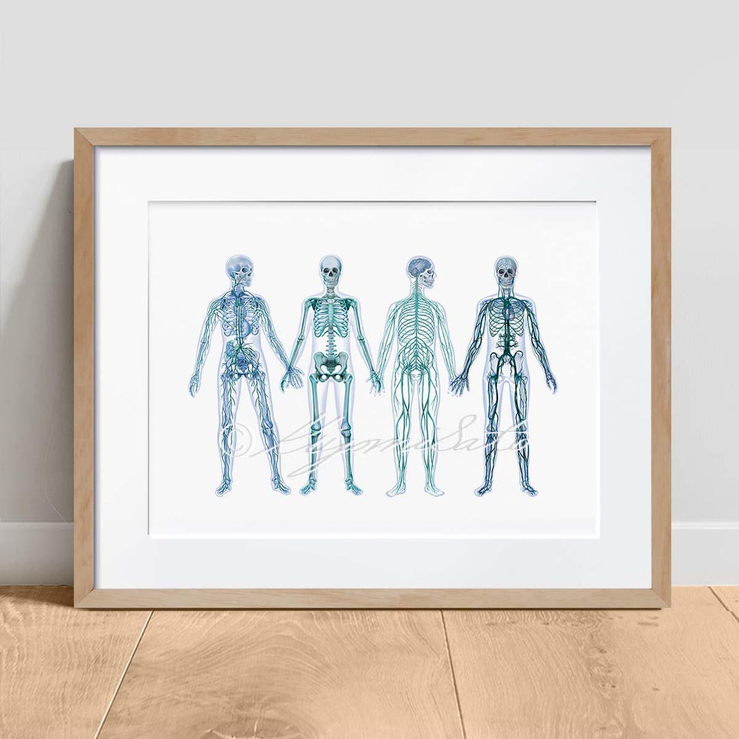 Human Anatomy Body System Poster Abstract Art Poster, Arm Anatomy ...
