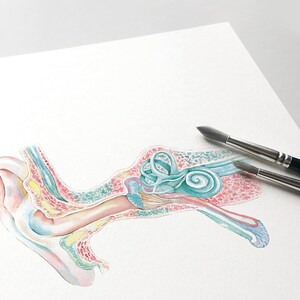 Ear Structure Art, Inner, Middle, Outer Ear Art Print, Biology Poster ...