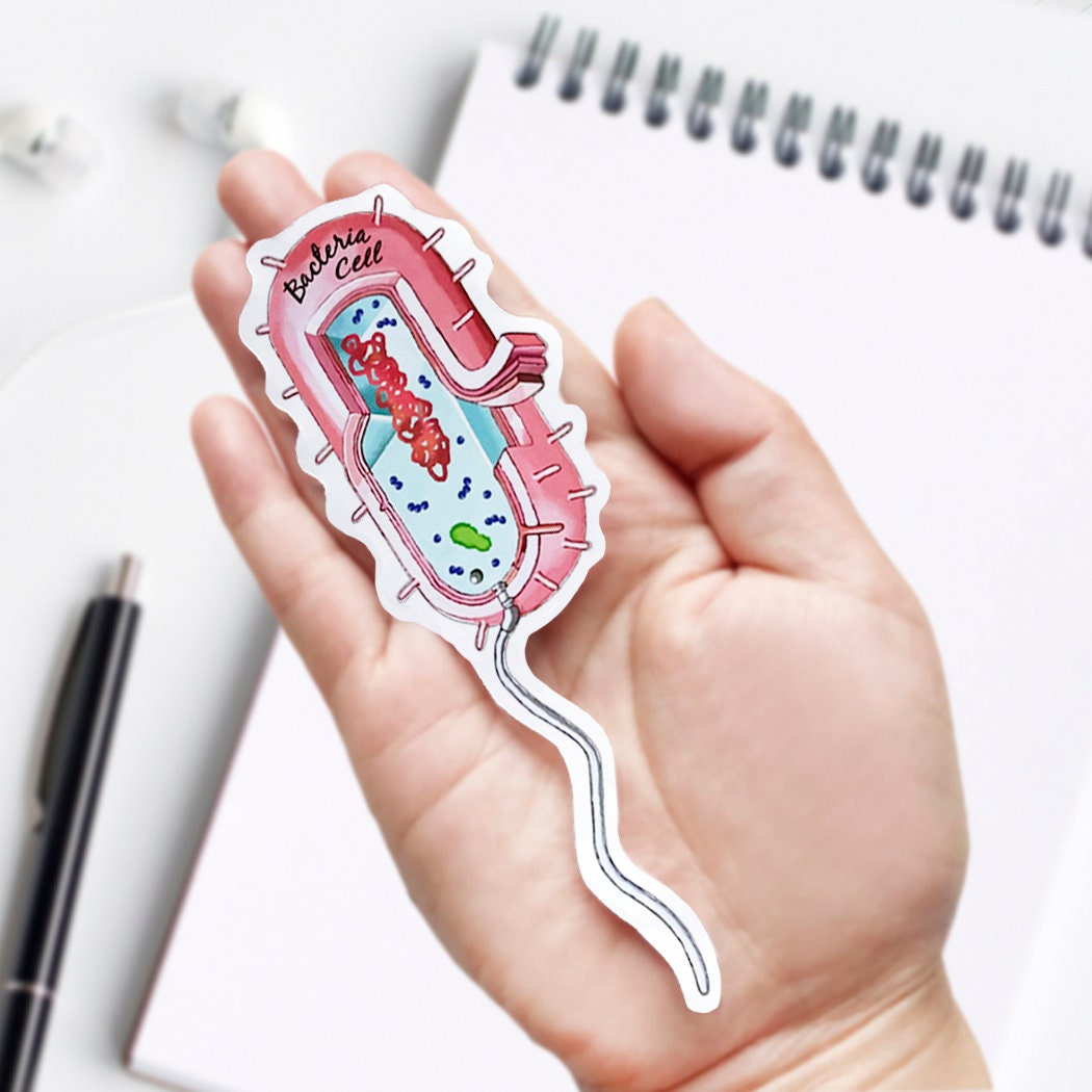 Bacteria Cell Cross Section Vinyl Sticker Unique Science - Etsy