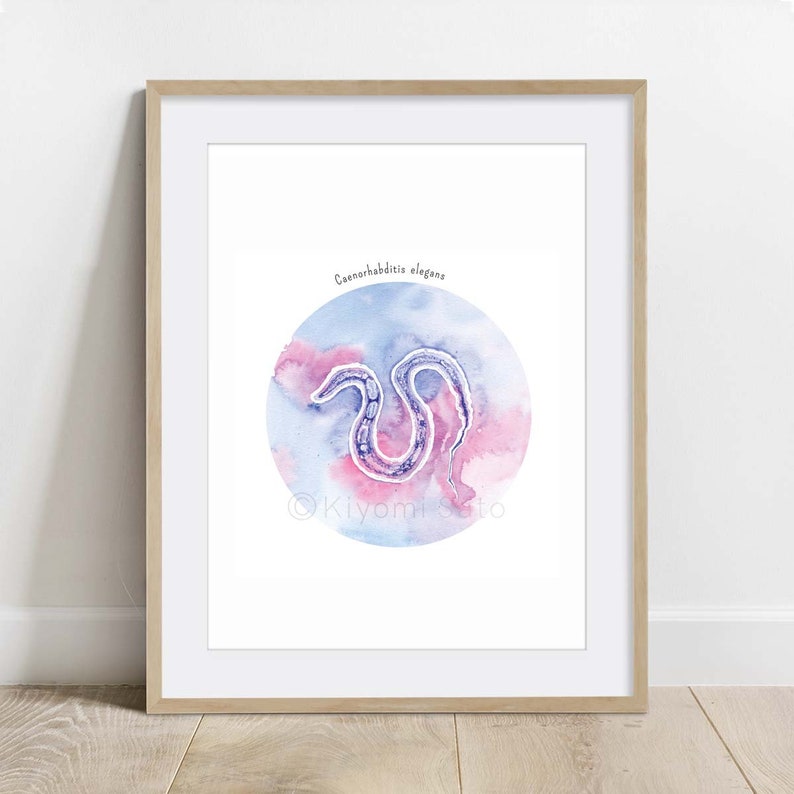 Caenorhabditis Elegans Nematoda Art Poster Roundworm Print - Etsy