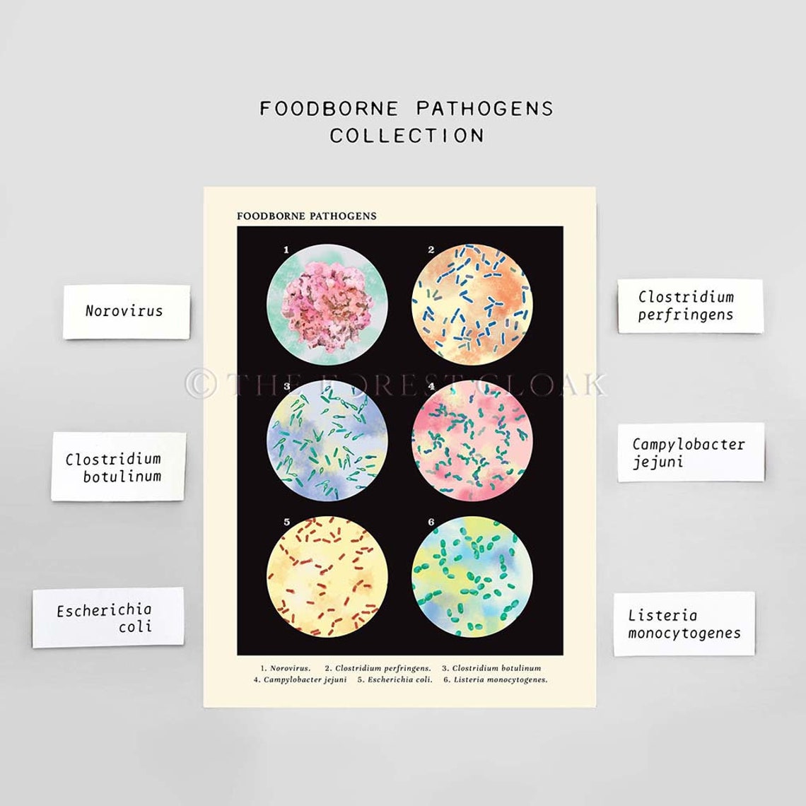 Foodborne Pathogens Collection Poster Vintage Style Science | Etsy