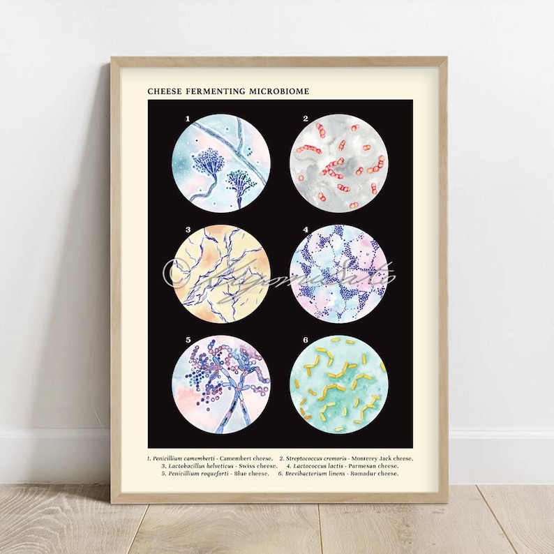 Cheese Fermenting Microbiome Collection Vintage Style Poster - Etsy