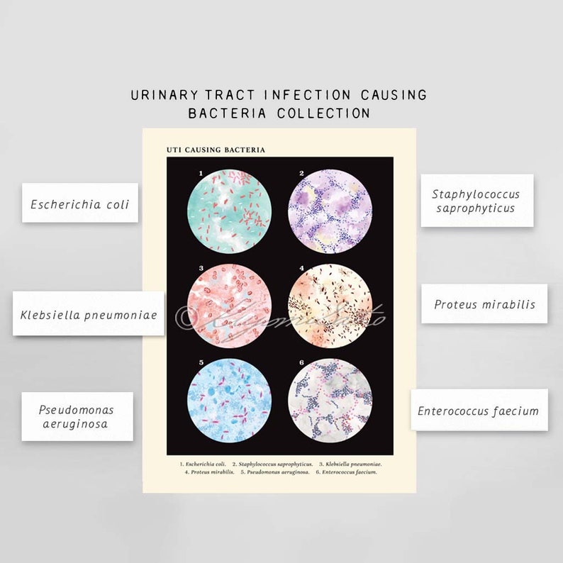 UTI Causing Bacteria Collection Vintage Style Microbiology - Etsy