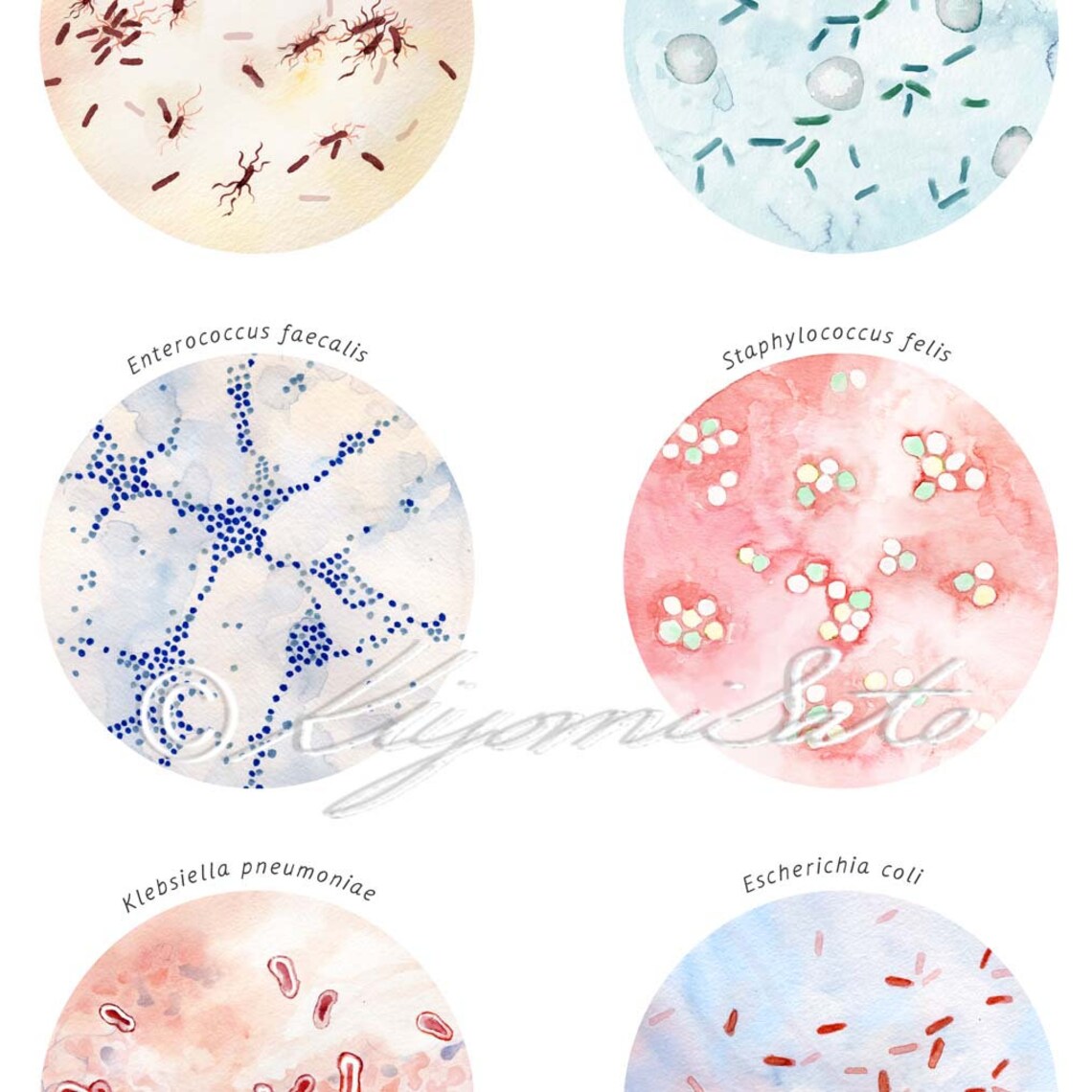Feline UTI Causing Bacteria Collection Science Art Poster, Bacteria ...