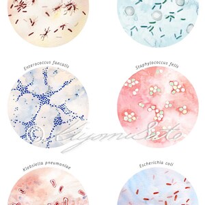 Feline UTI Causing Bacteria Collection Science Art Poster, Bacteria ...