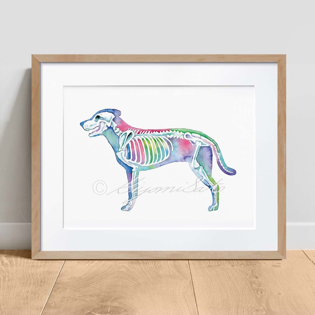 Dog Skeletal System Horizontal Art, Canine Veterinary Decor Print, Dog ...