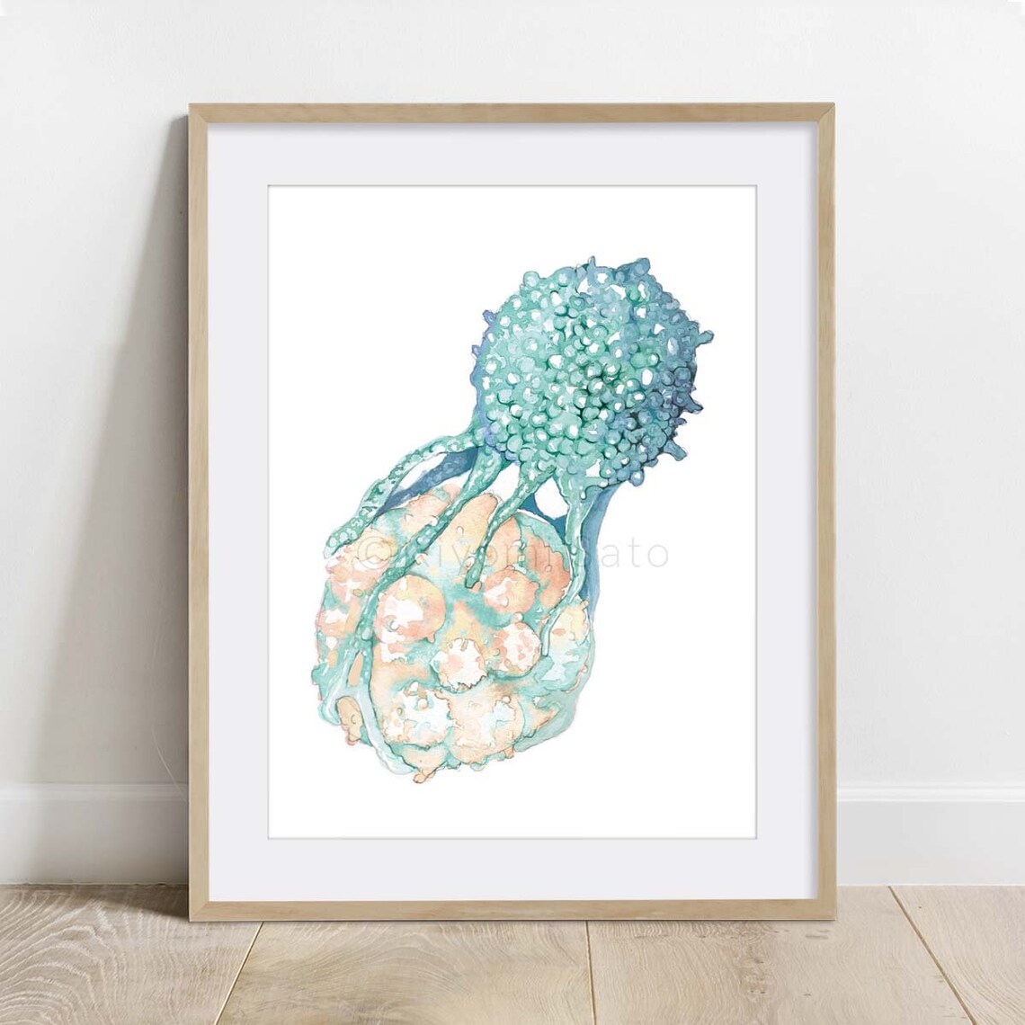 Natural Killer T Cell Attacking Tumor Cell Science Art Print - Etsy