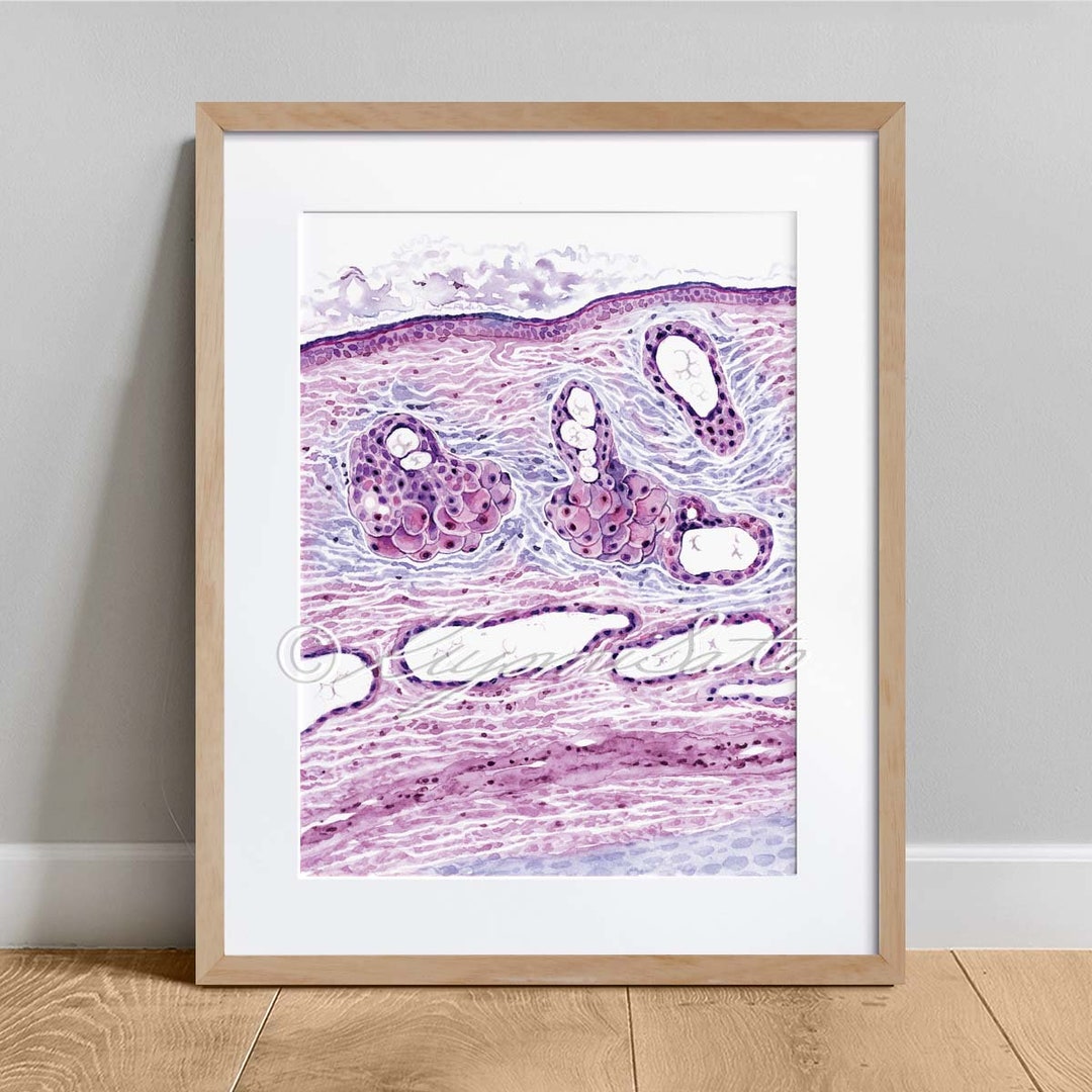 Cat Ear Canal Histology Art Poster, Veterinary Art, Feline Histology ...