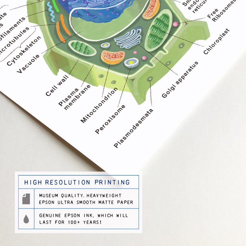 Plant Cell Cross Section Poster Science Art Wall Decor - Etsy