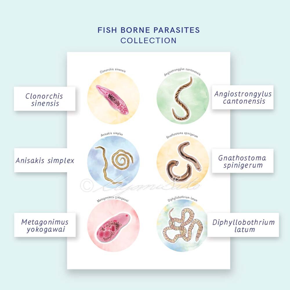 Fish Borne Parasites Collection, Parasite Science Art Print ...