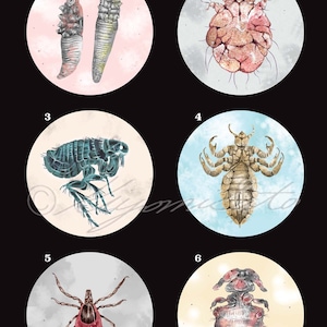 Canine External Parasites Collection, Veterinary Vintage Style Parasite ...