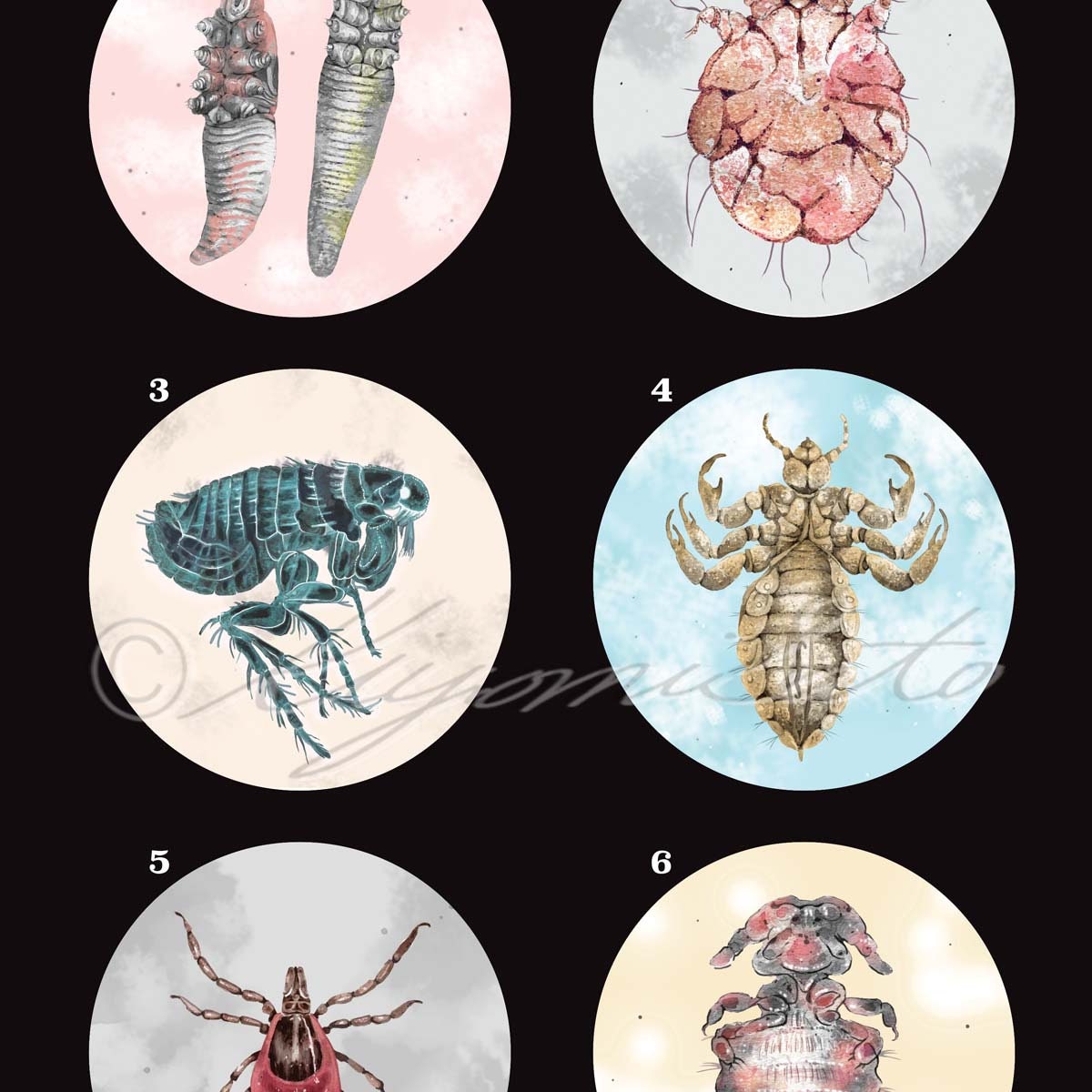 Canine External Parasites Collection, Veterinary Vintage Style Parasite ...
