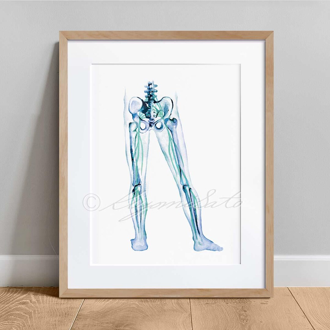 Sciatic Nerve in Leg Art Poster, Orthopedics Wall Decor, Physical ...