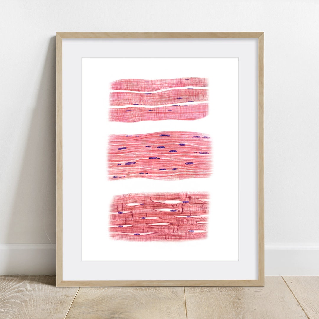 Muscle Cells, Biology Poster, Science Art Print, Smooth Muscle, Cardiac ...