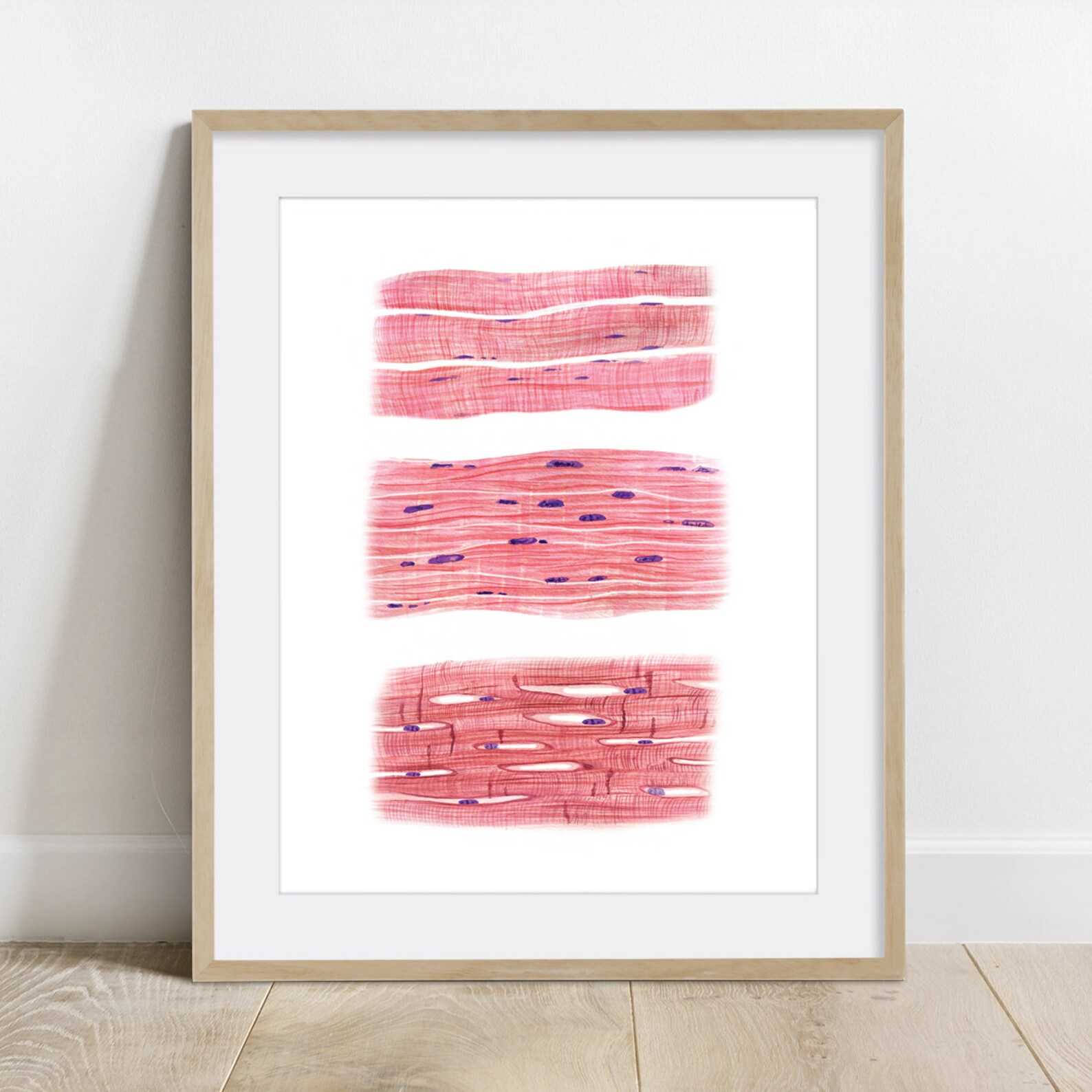 Muscle Cells Biology Poster Science Art Print Smooth - Etsy