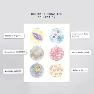 Ruminant Parasites Collection, Science Art Poster, Microbiology Print ...