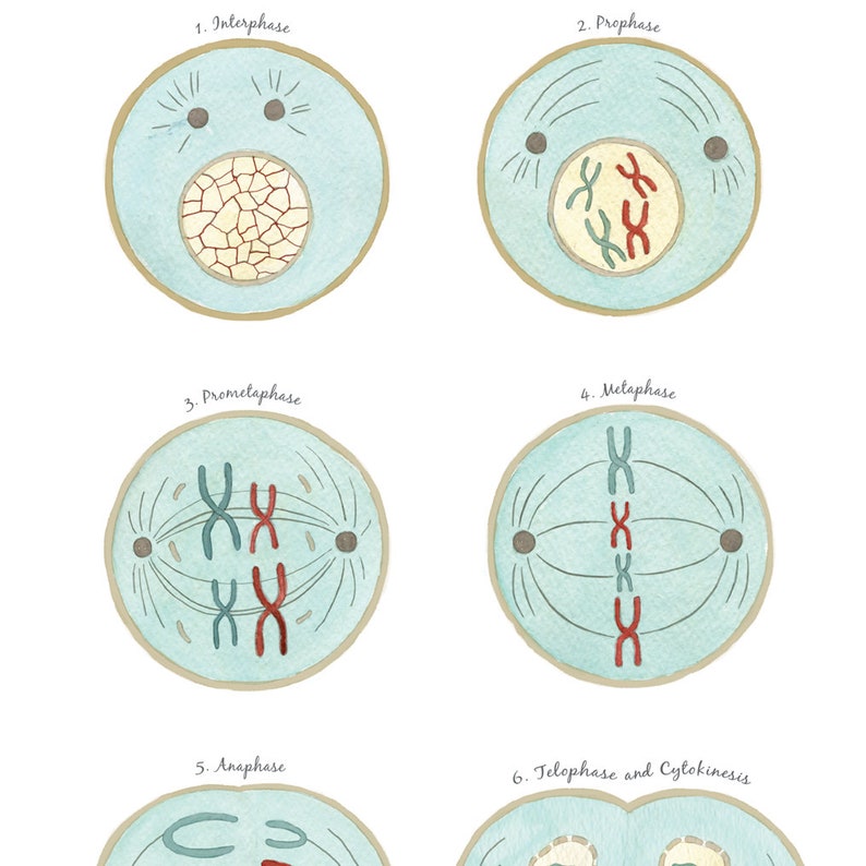 Mitosis Phases, Cell Cycle Art, Microbiology Poster, Science Art ...