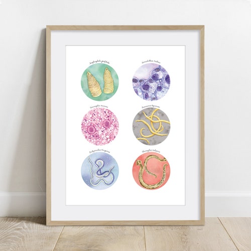 Parasitic Disease Collection Science Art Poster Microbiology - Etsy