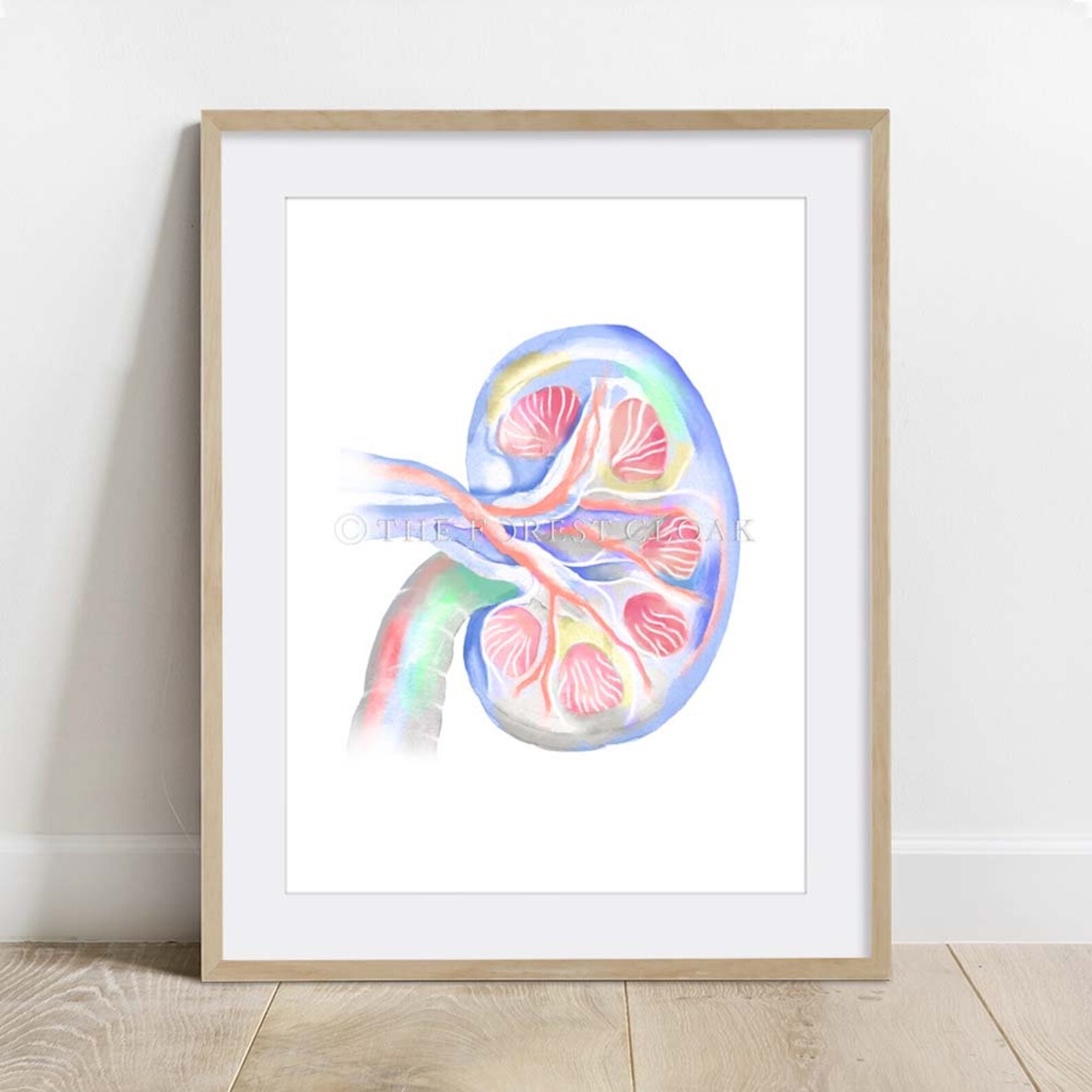 Feline Kidney Anatomy Art Print Veterinary Decor Cat Biology | Etsy