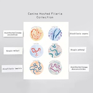 Canine Hosted Filaria Collection, Veterinary Art Print, Canine ...