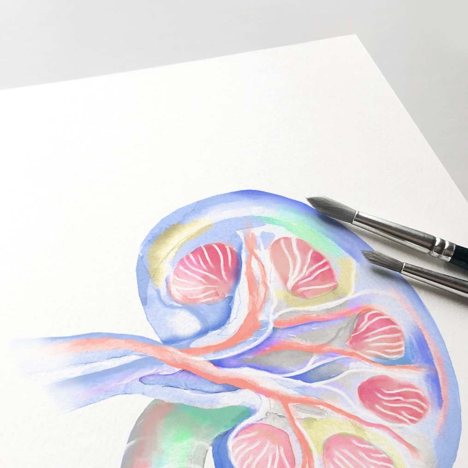 Feline Kidney Anatomy Art Print, Veterinary Decor, Cat Biology Print ...