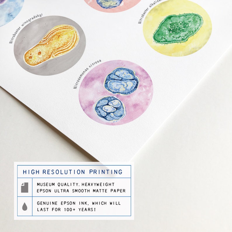 Nitrifying Bacteria Collection Science Art Print Poster - Etsy
