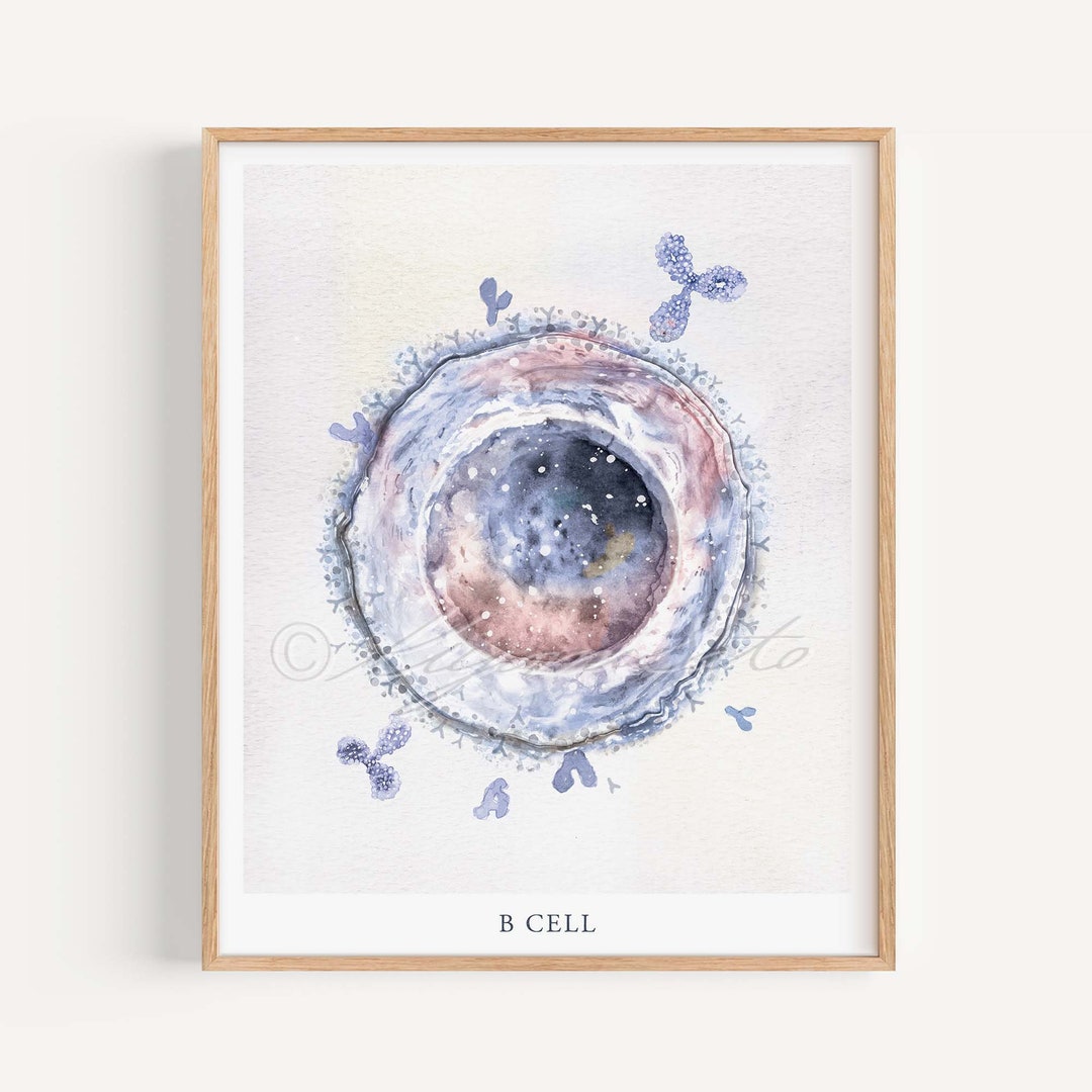 B Cell, Antibodies Adaptive Immunity Art Print, Antibodies White Blood ...