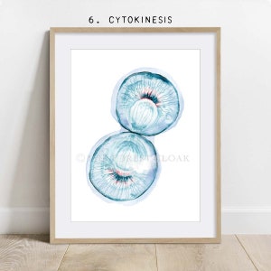 Mitosis 6 Print Set, Biology Art Poster, Science Art Gift, Microbiology ...