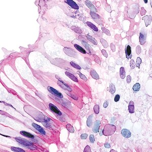 Dog Goblet Cells Histology Art Poster, Veterinary Art, Canine Anatomy ...