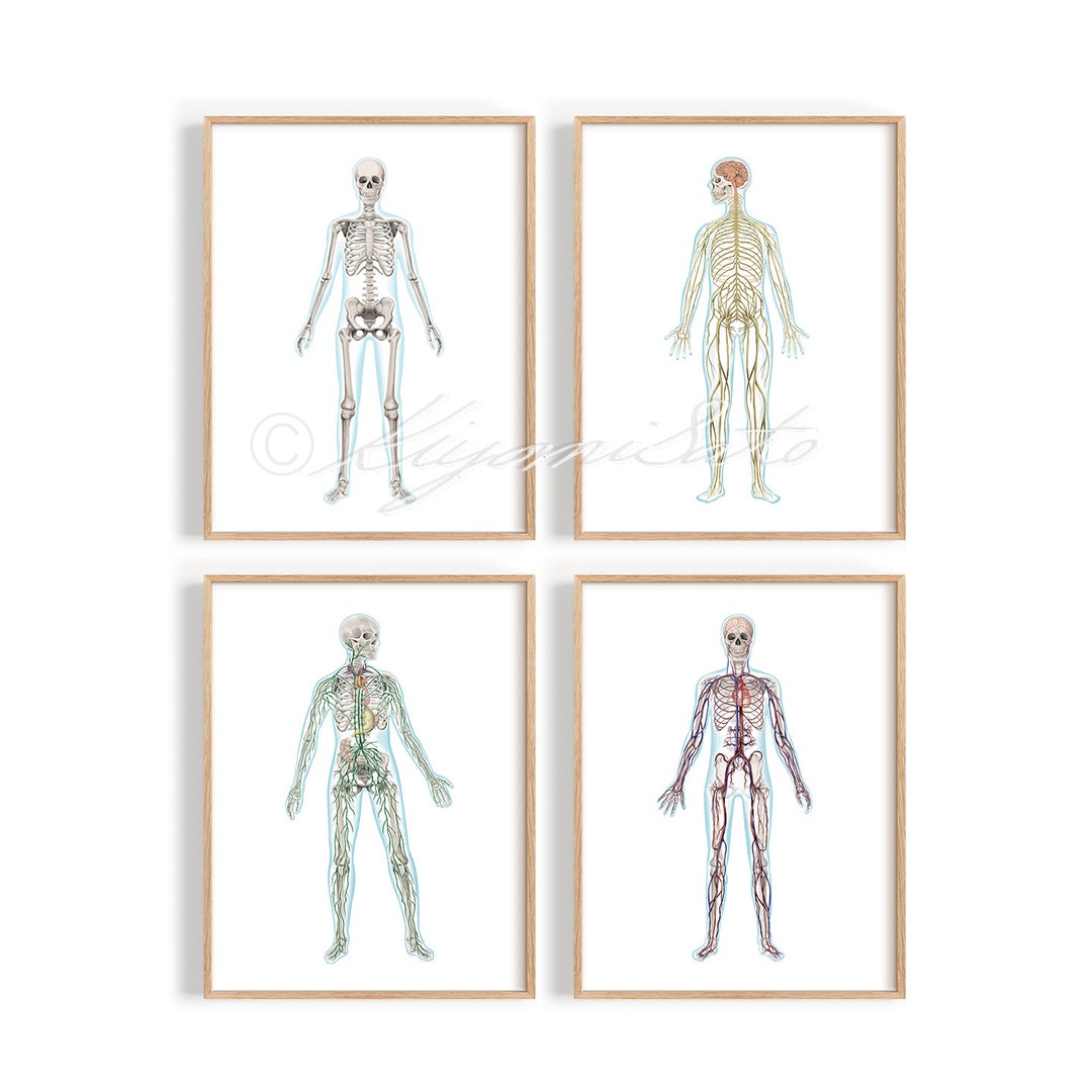 Human Anatomy Art Poster Set of 4, Circulatory System Nervous System ...