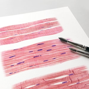 Muscle Cells, Biology Poster, Science Art Print, Smooth Muscle, Cardiac ...