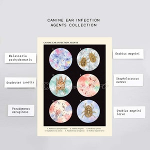 Canine Ear Infection Agents Collection, Dog Veterinary Art Print ...