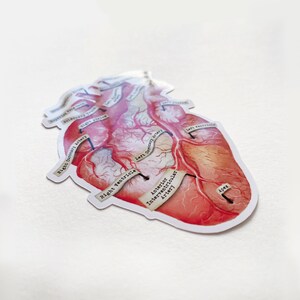 Anatomical Human Heart Vinyl Sticker, Unique Decal - Etsy