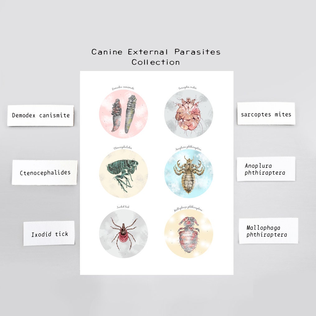 Canine External Parasites Collection, Veterinary Art Print Decor, Dog ...