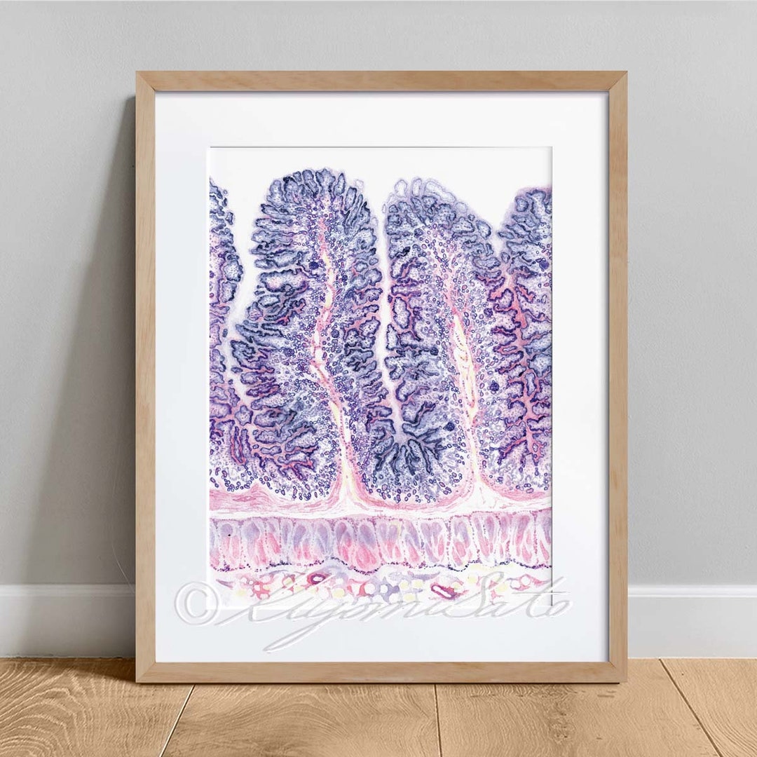 Jejunum Histology Art, Watercolor Histology Art Poster, Small Intestine ...