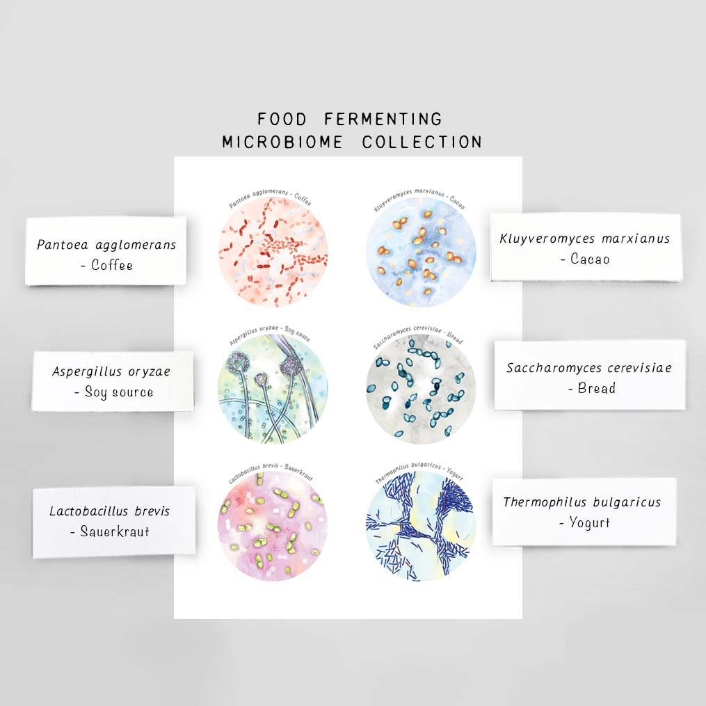 Food Fermenting Microbiome Collection Poster, Bacteria Fungi Science ...