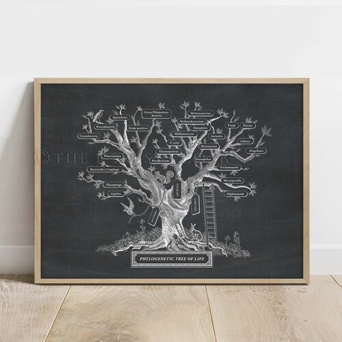Microbiology Phylogenetic Tree of Life Poster Aurum Color - Etsy