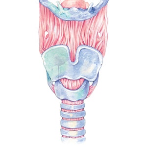 Larynx Anterior View, Speech Language Pathology Art, SLP Biology Poster ...