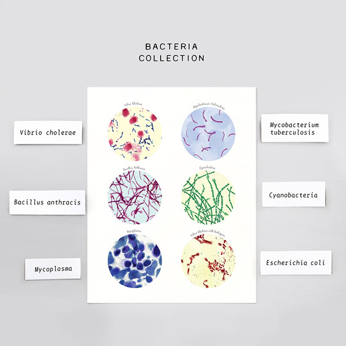 Bacteria Science Art Poster Science Print Wall Decor 5 X 7 - Etsy