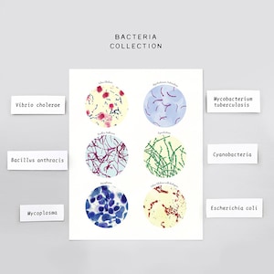 Bacteria Science Art Poster Science Print Wall Decor, Microbiology ...