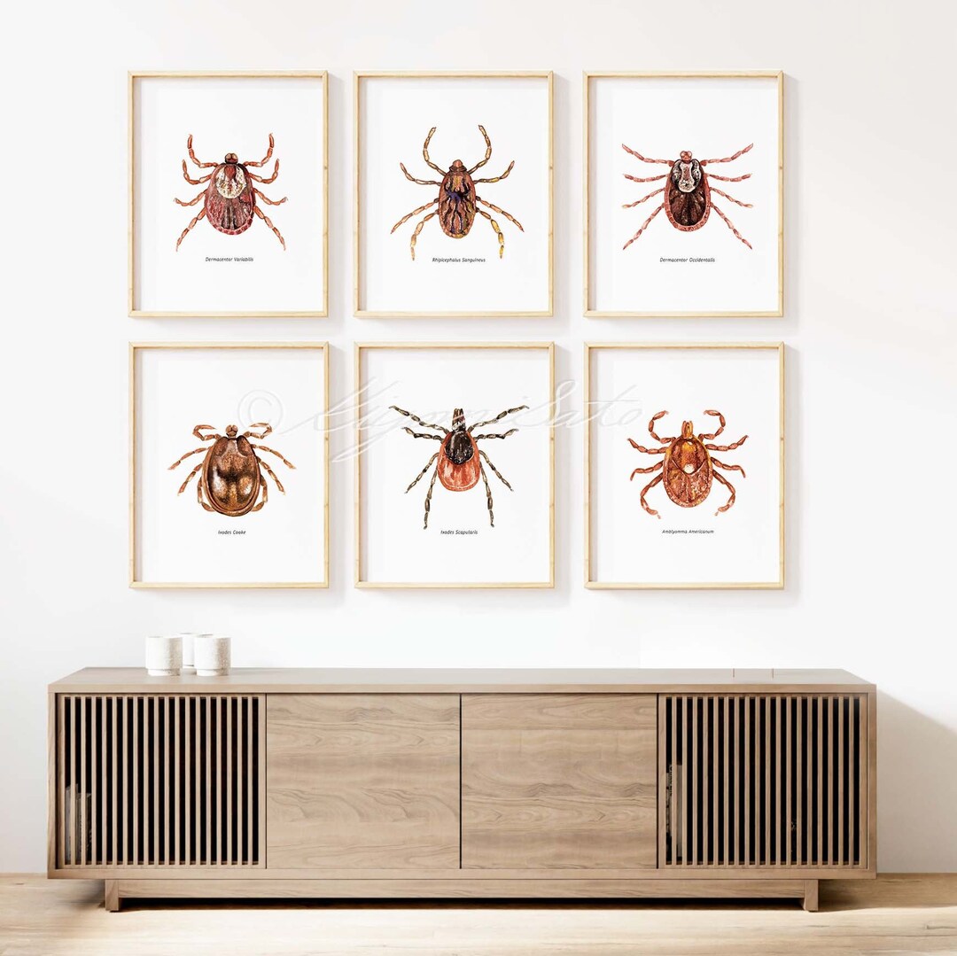 Tick Poster Set of 6 Tick Gallery Art Set Tick Parasite - Etsy